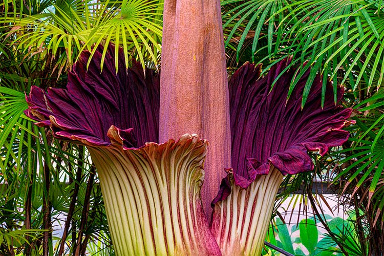 Planta mais fedida do mundo floresce pela 1ª vez no Reino Unido ...