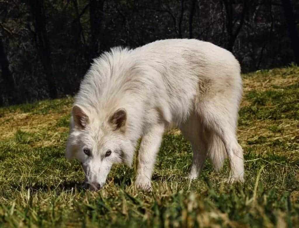 Lobo-terrível? Empresa recua e admite que animal criado é um lobo ...
