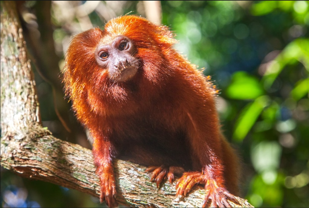Entenda quais animais estão em maior risco de extinção no Brasil ...