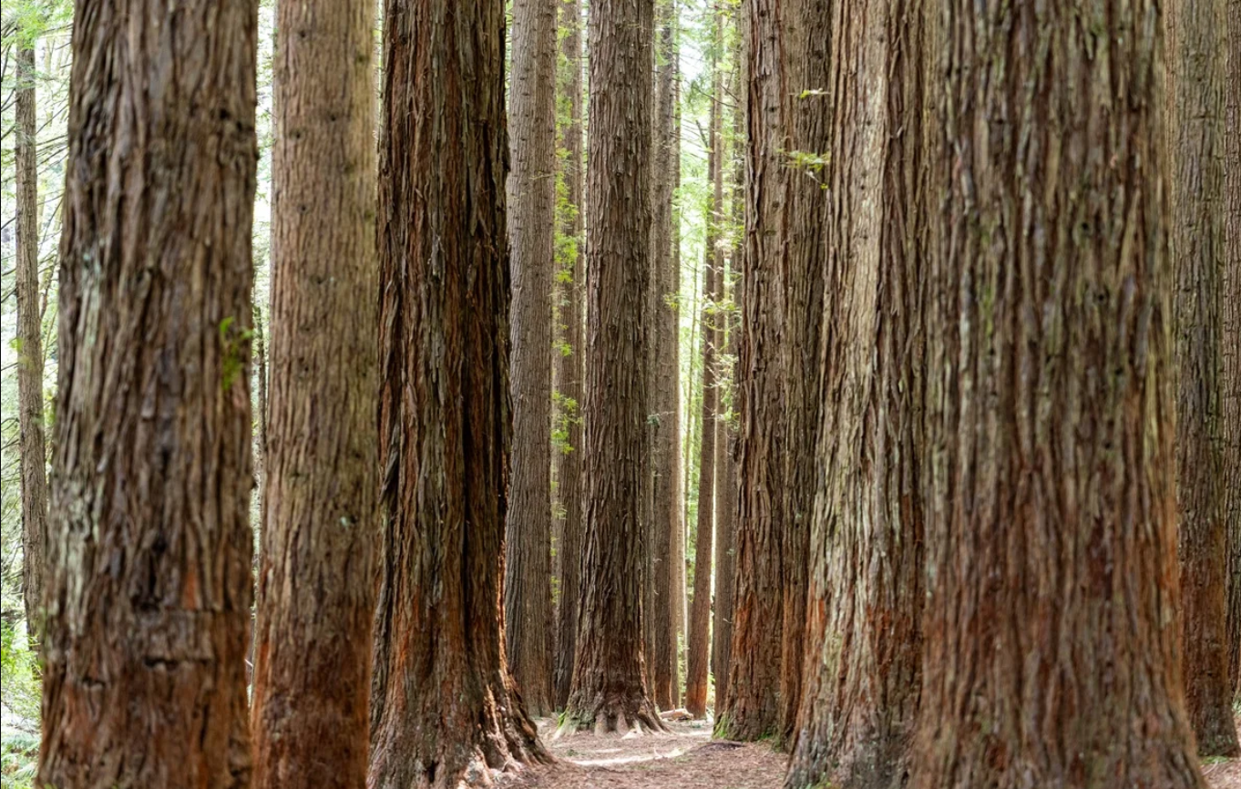 Madeira renasce como aliada do clima e da arquitetura verde - Pardal Tech | Negócios & Tecnologia