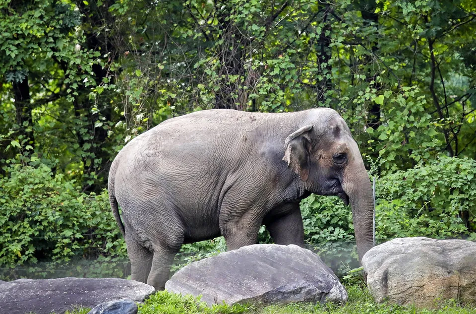 Happy, elefante que provou ter autoconsciência, morre aos 55 anos nos ...